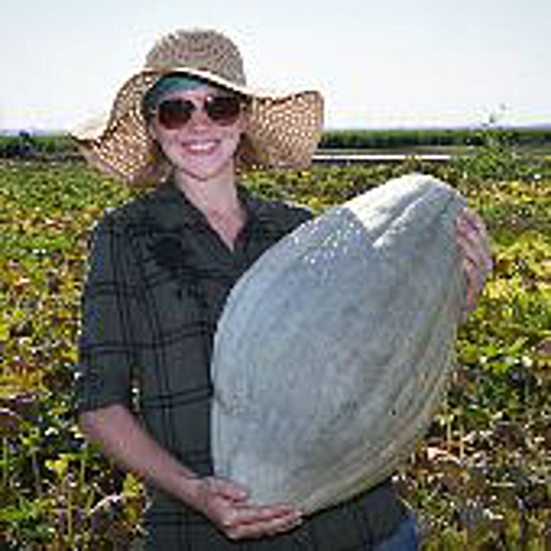 Blue Hubbard Squash Seeds - Etsy