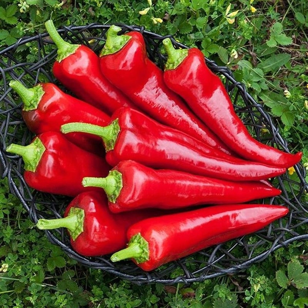 Stocky Red Roaster Pepper Seeds - Etsy