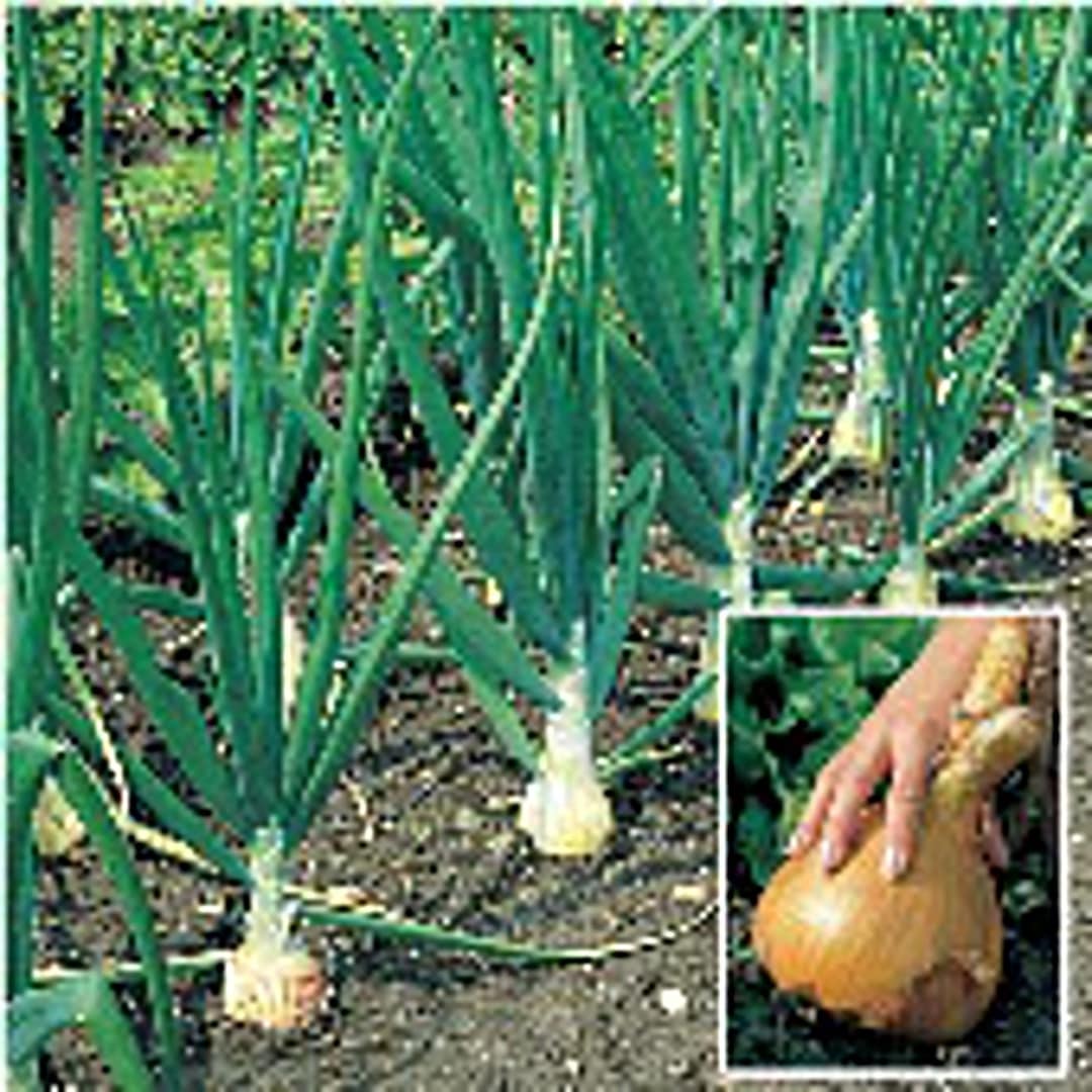 Kelsae Sweet Giant Onions (guinness Record) Seeds - Etsy