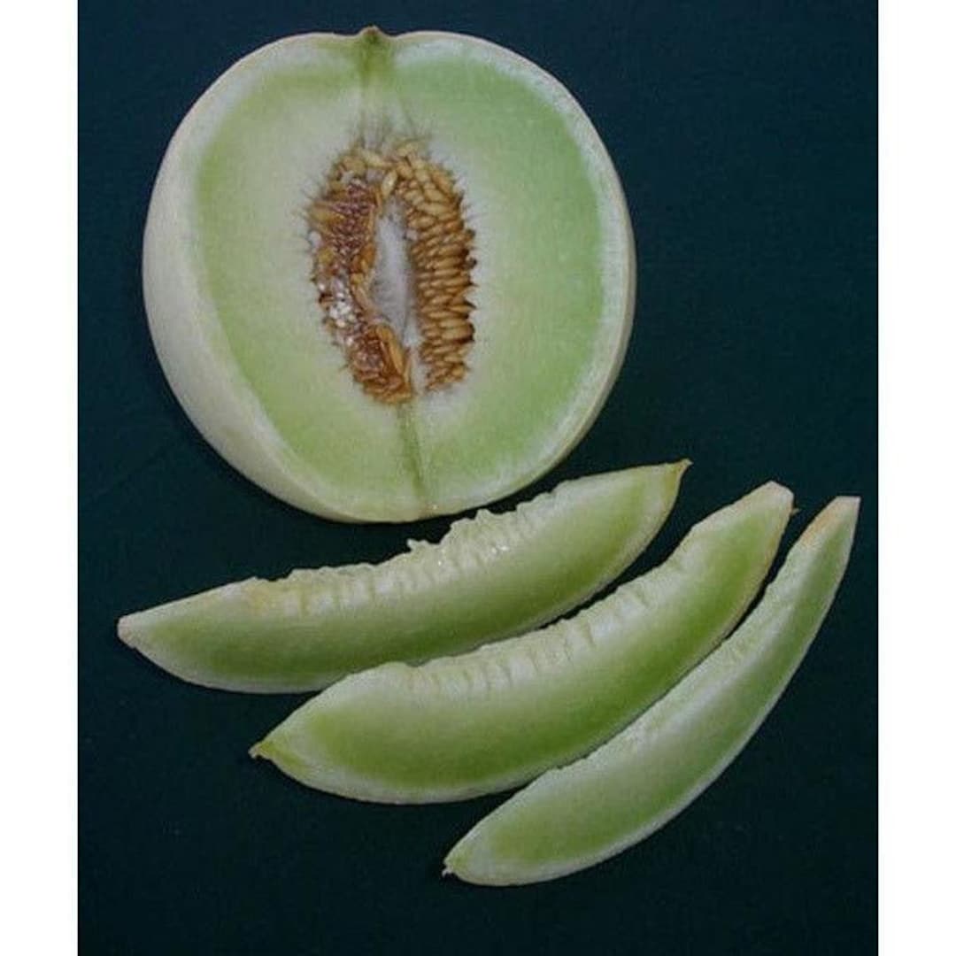 Honey Dew Green Flesh Melon Seeds - Etsy