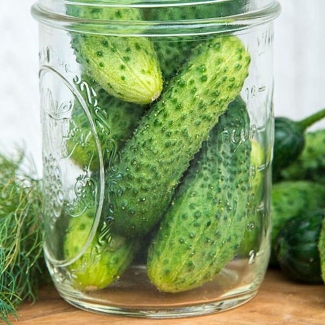 Miss Pickler F1 Cucumber Seeds - Etsy