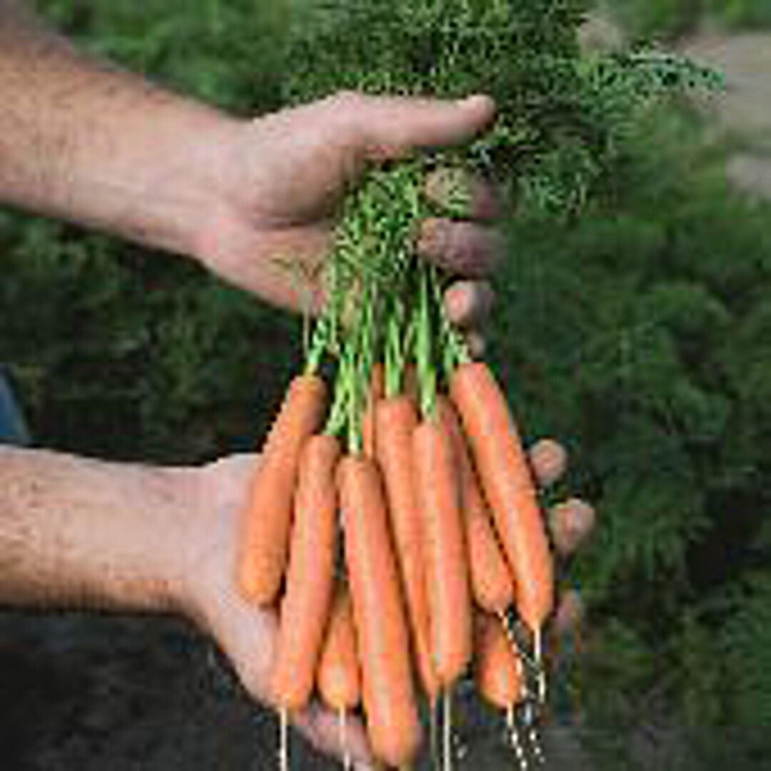 Adelaide Carrots Seeds - Etsy