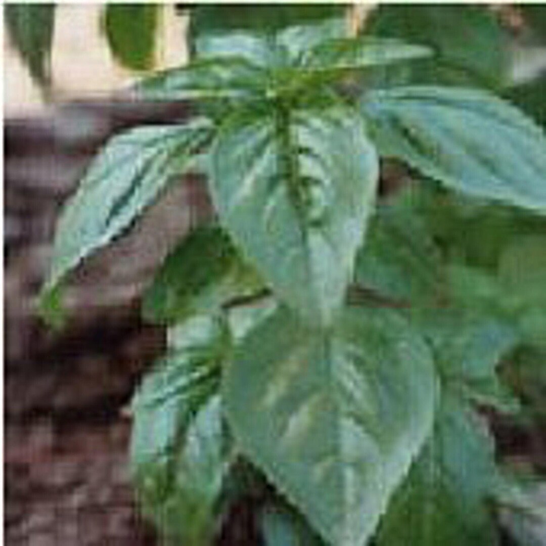 Caesar Basil Seeds - Etsy