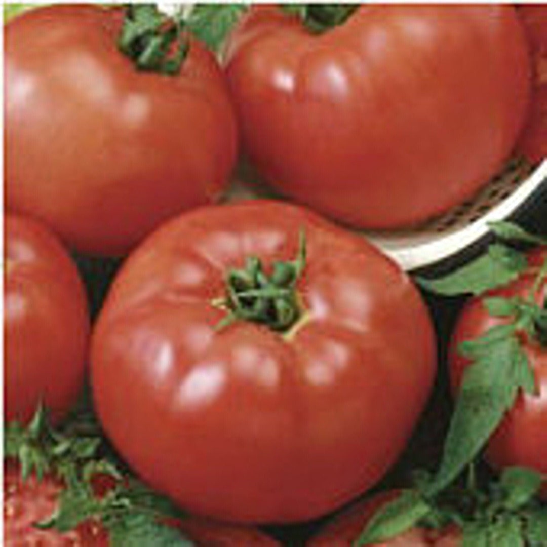 Brandymaster Tomato (red) Seeds - Etsy