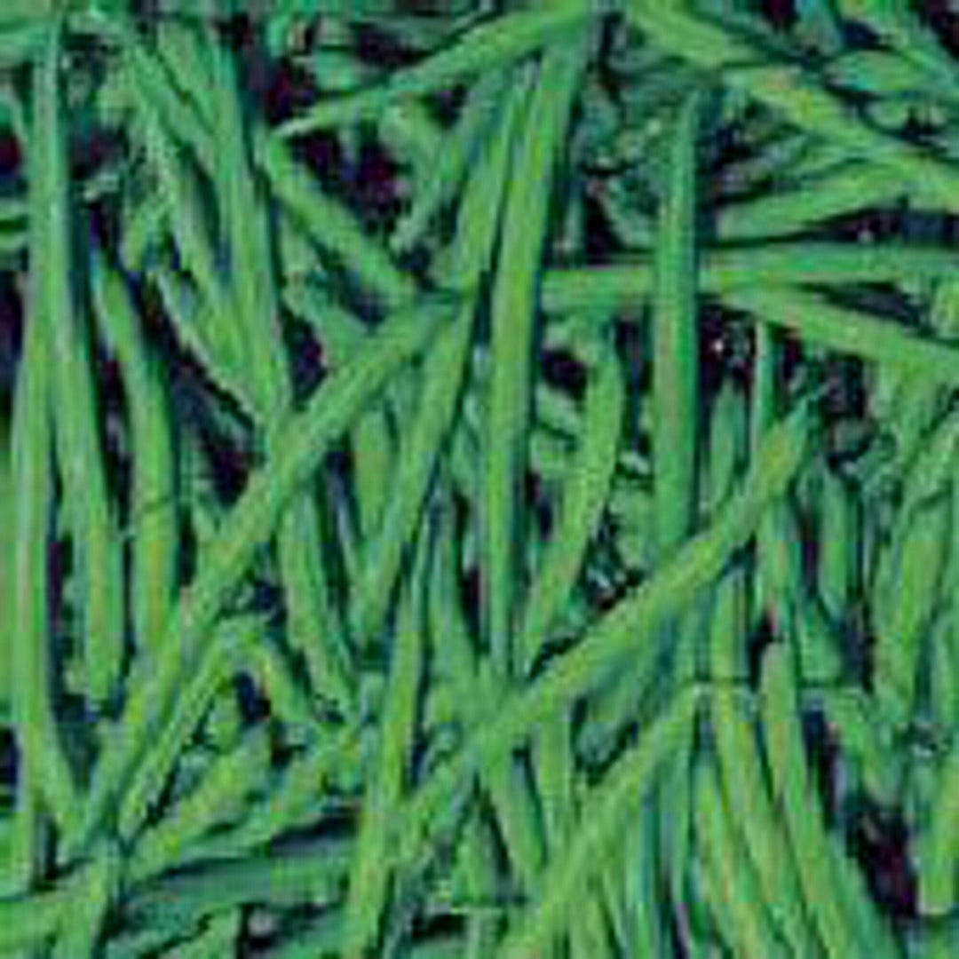 Strike Bush Beans Seeds - Etsy