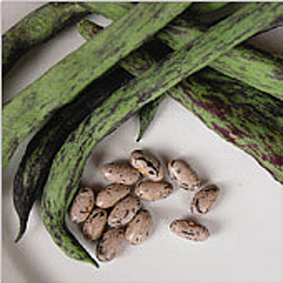 Rattlesnake Pole Beans Seeds - Etsy