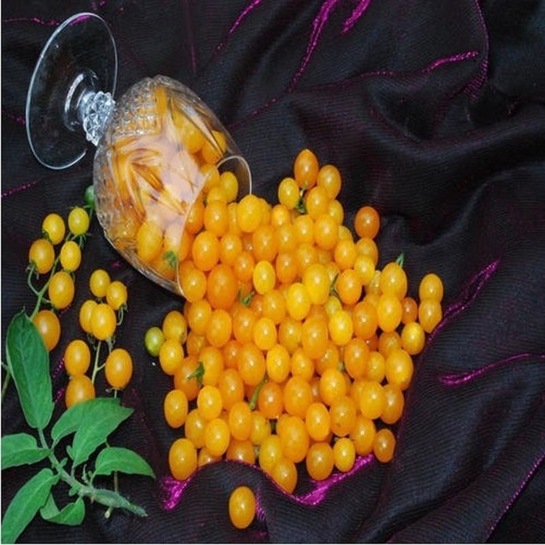 Yellow Currant Petite Tomato Seeds - Etsy
