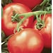 Marmande Tomato Seeds - Etsy