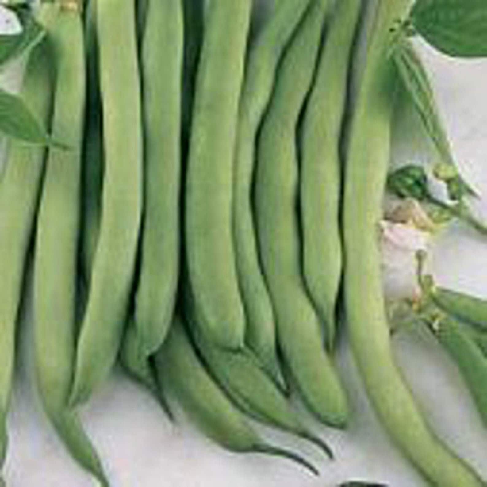 White Half Runner Pole Beans Seeds - Etsy