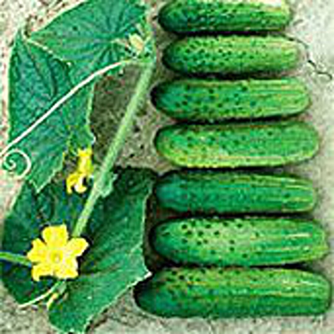 Cross Country Cucumbers Seeds - Etsy