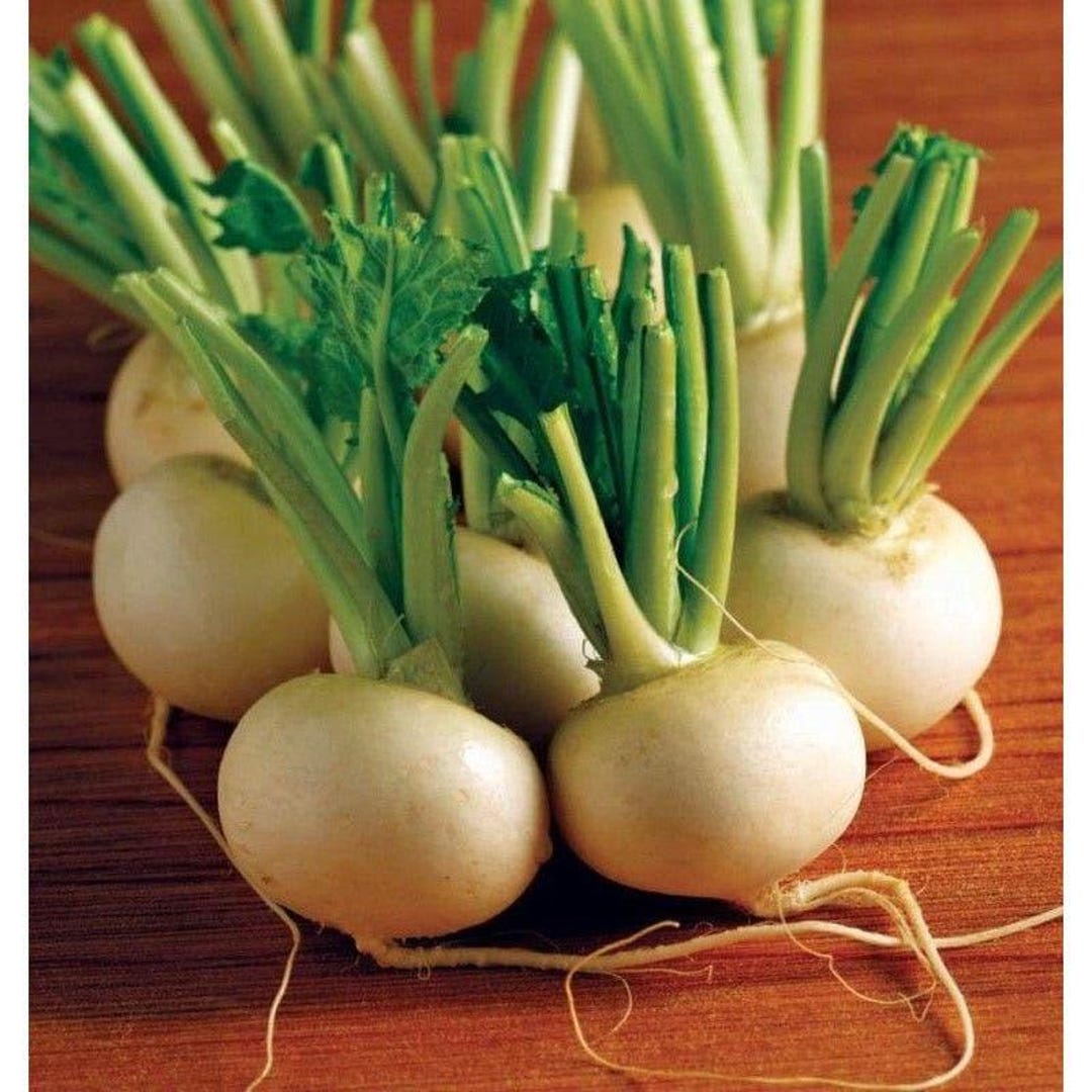 Hakurei Hybrid Japanese Turnip Seeds - Etsy