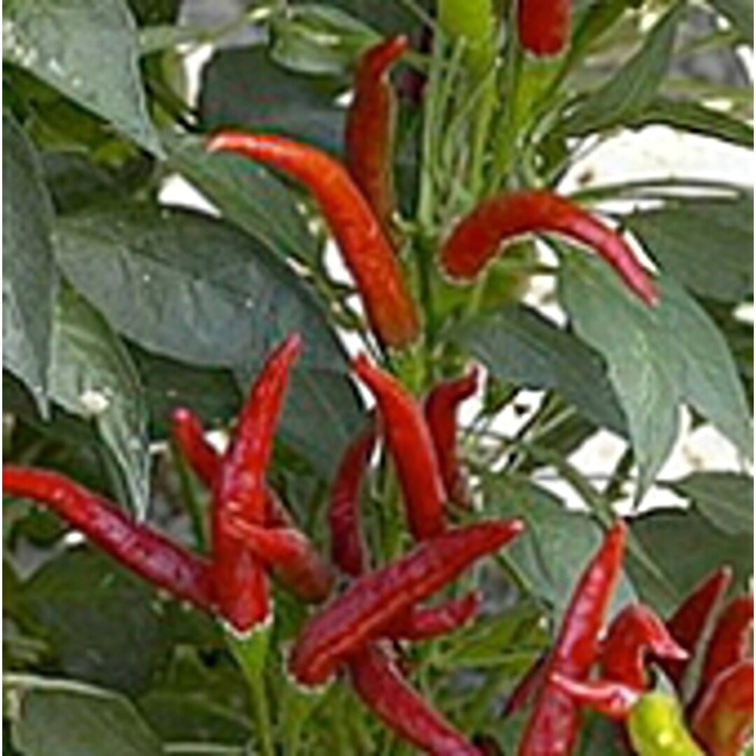 Thai Hot Culinary Hot Peppers Seeds - Etsy