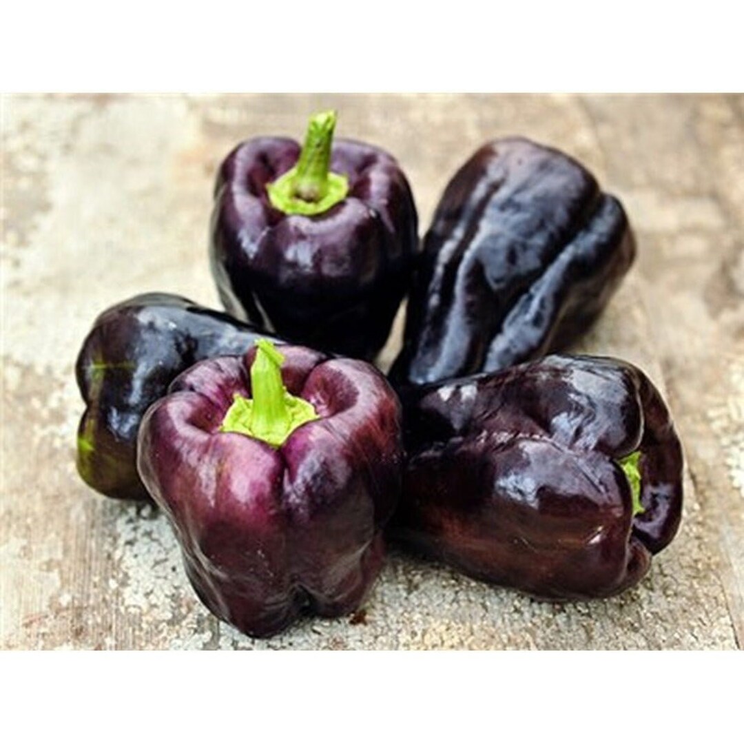 Zulu Sweet Pepper Seeds - Etsy