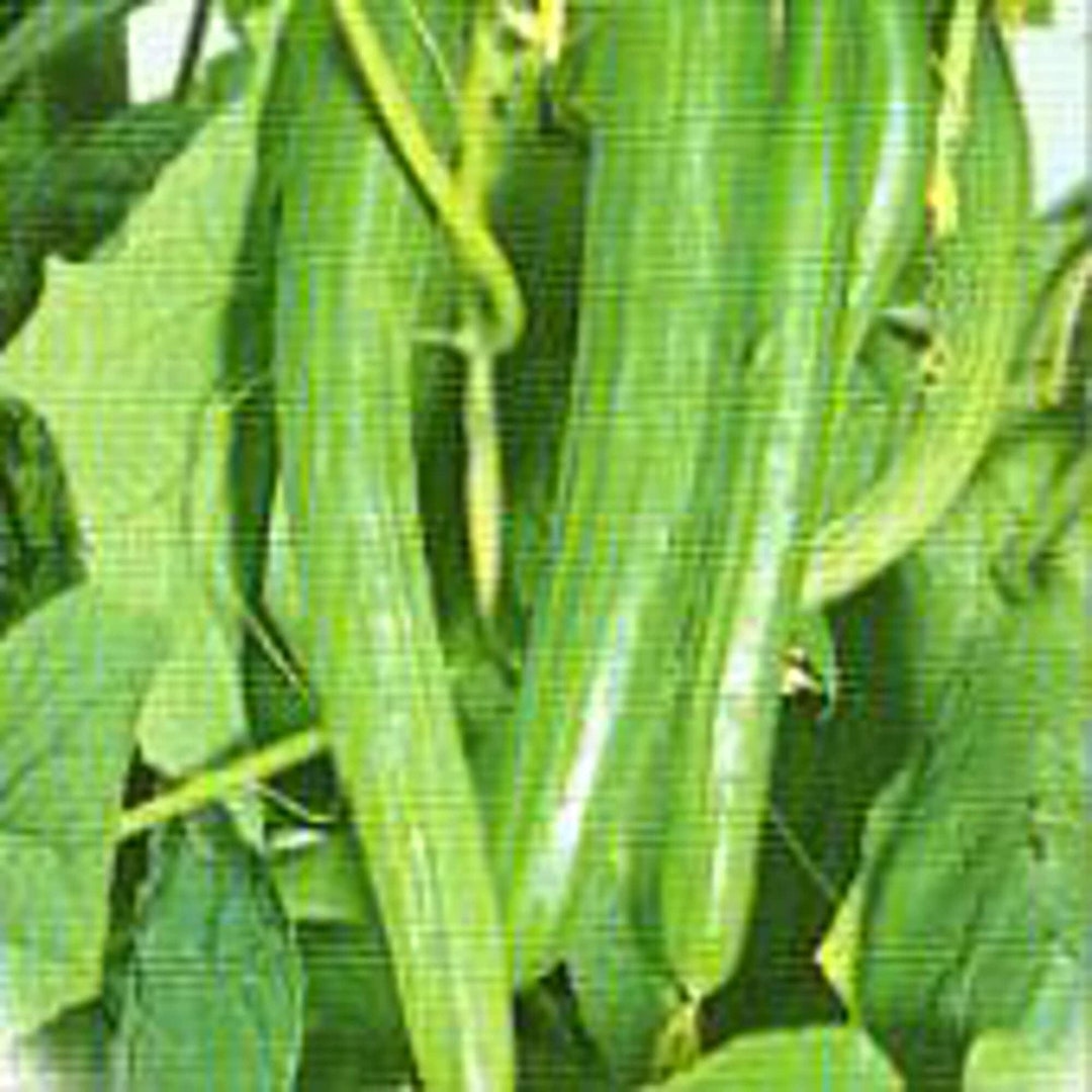 Extra Long Yamato Cucumbers Seeds - Etsy
