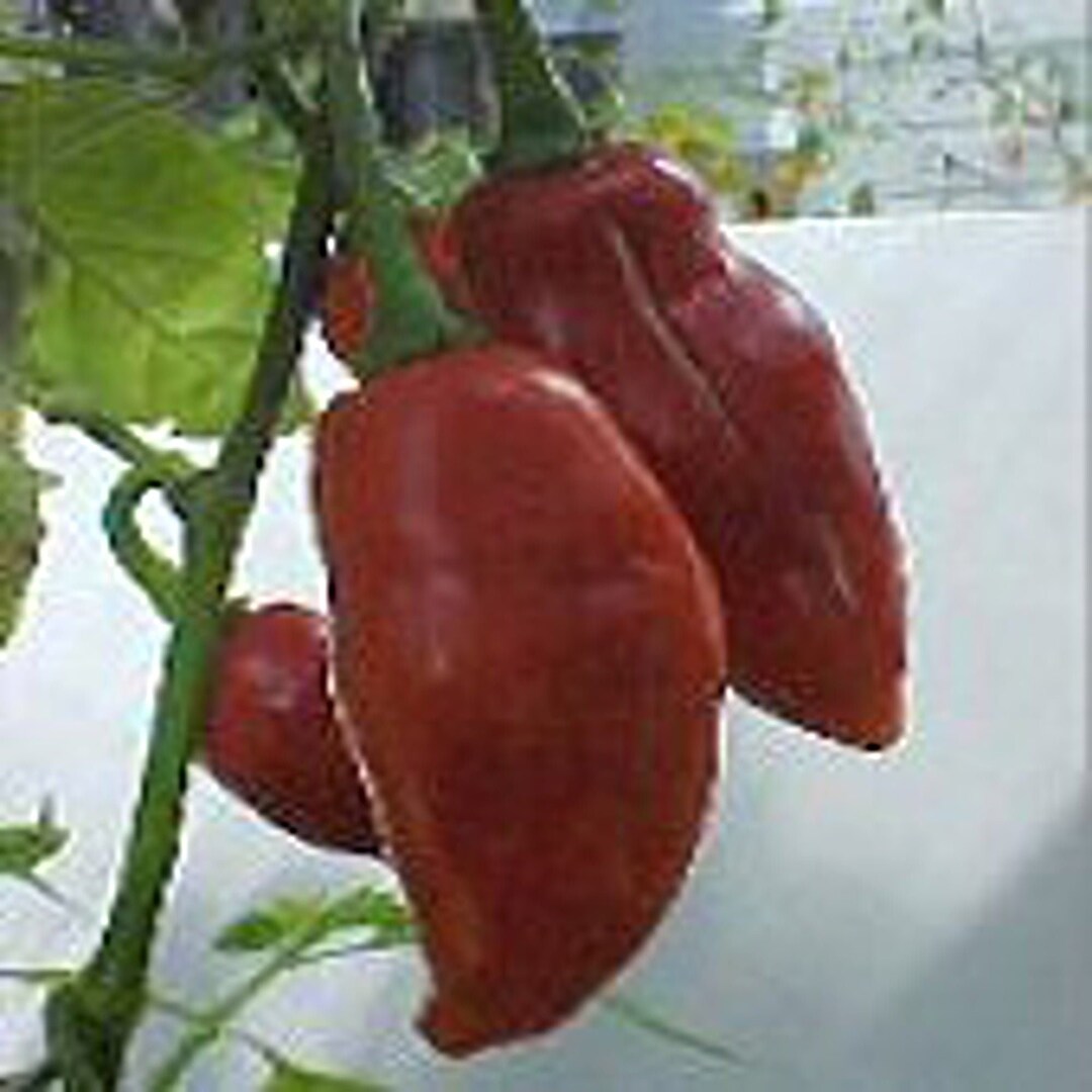 Finger Clip Hot Peppers Seeds - Etsy