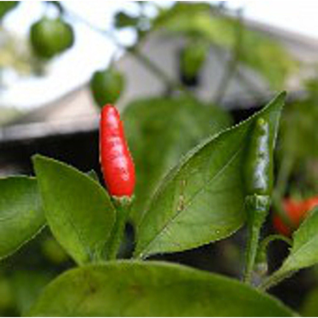 Donni Sali Hot Peppers (large) Seeds - Etsy