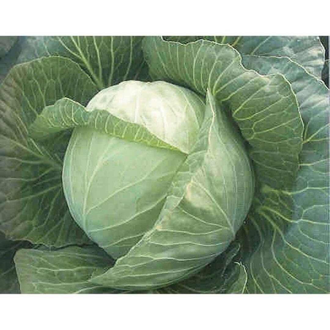 White Mist F1 Hybrid Cabbage Seeds - Etsy