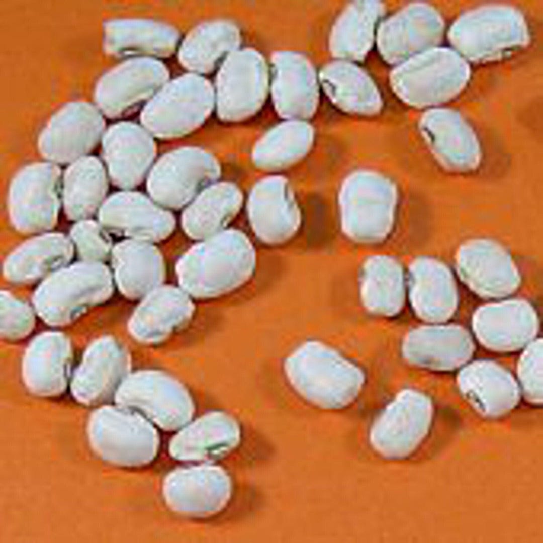 Texas Cream 40 Cowpeas Seeds - Etsy