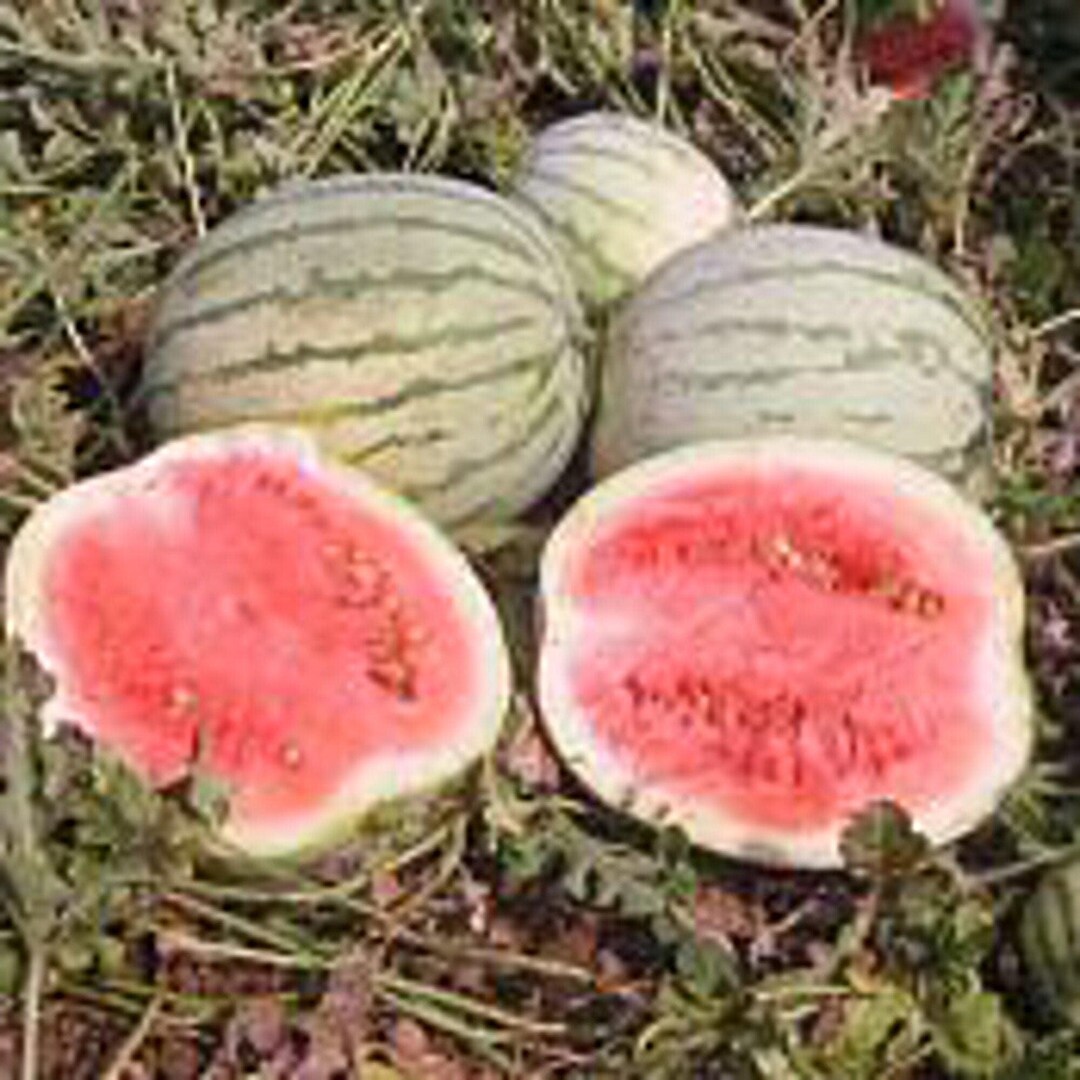 Dixie Queen Watermelons Seeds - Etsy