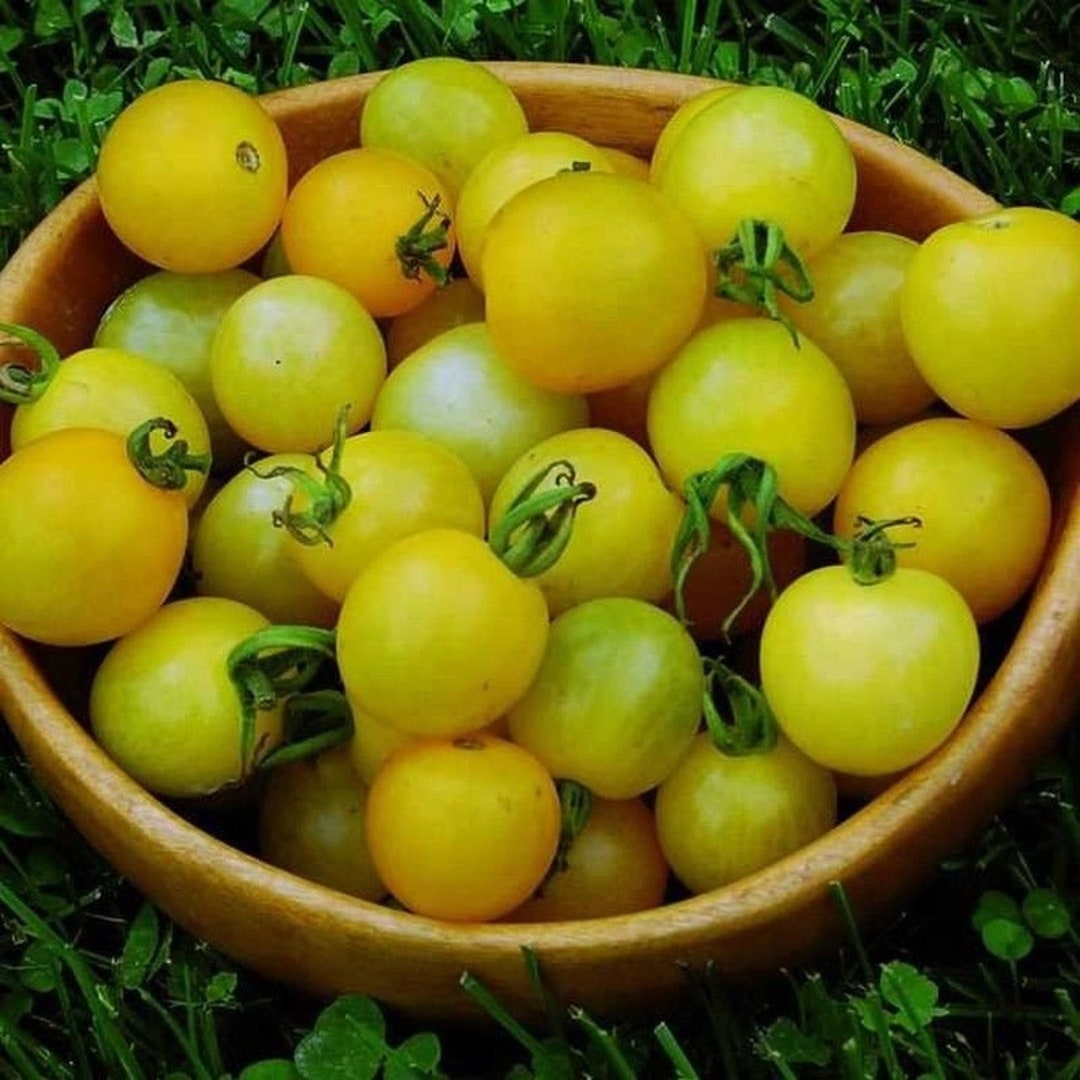 Lemon F1 Hybrid Cherry Tomato Seeds - Etsy