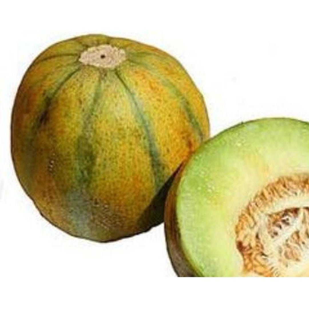 Israel (ogen) Melon Seeds - Etsy
