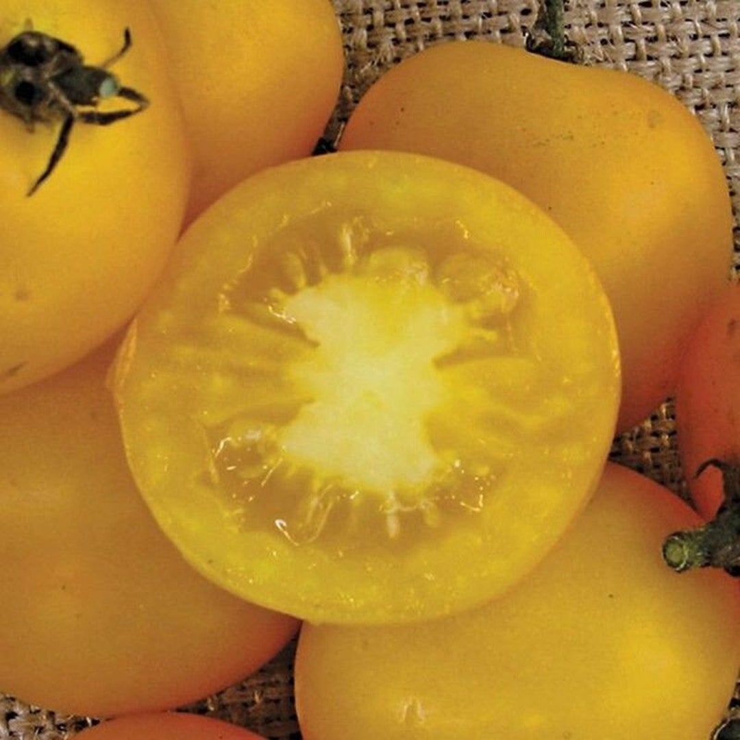 Yellow Perfection Tomato Seeds - Etsy