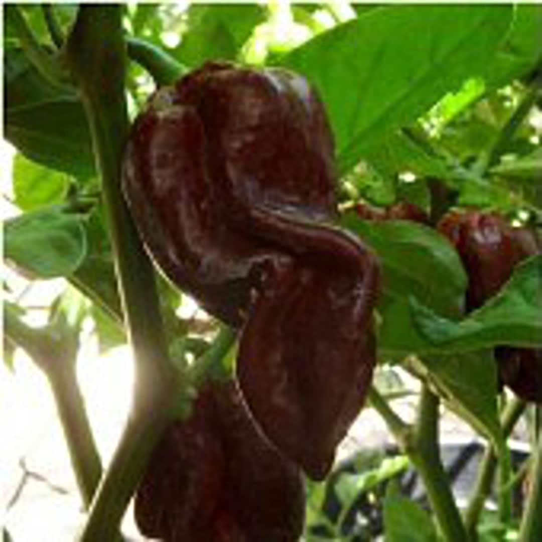 Devil's Tongue Hot Peppers (chocolate) Seeds - Etsy