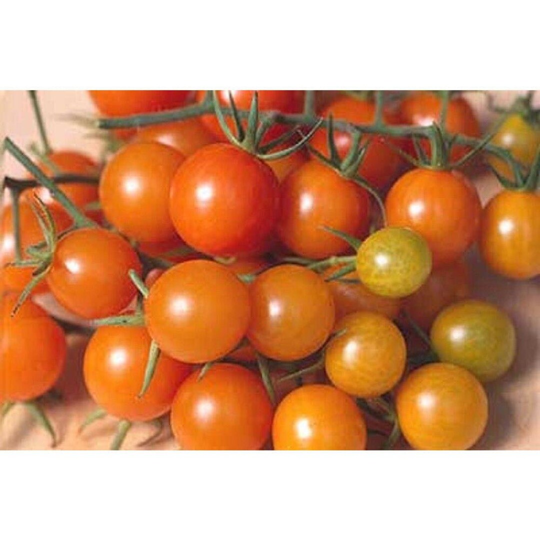 Golden Gem Hybrid Tomato Seeds - Etsy