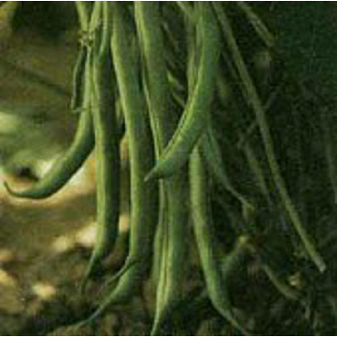 Pink Half Runner Pole Beans Seeds - Etsy