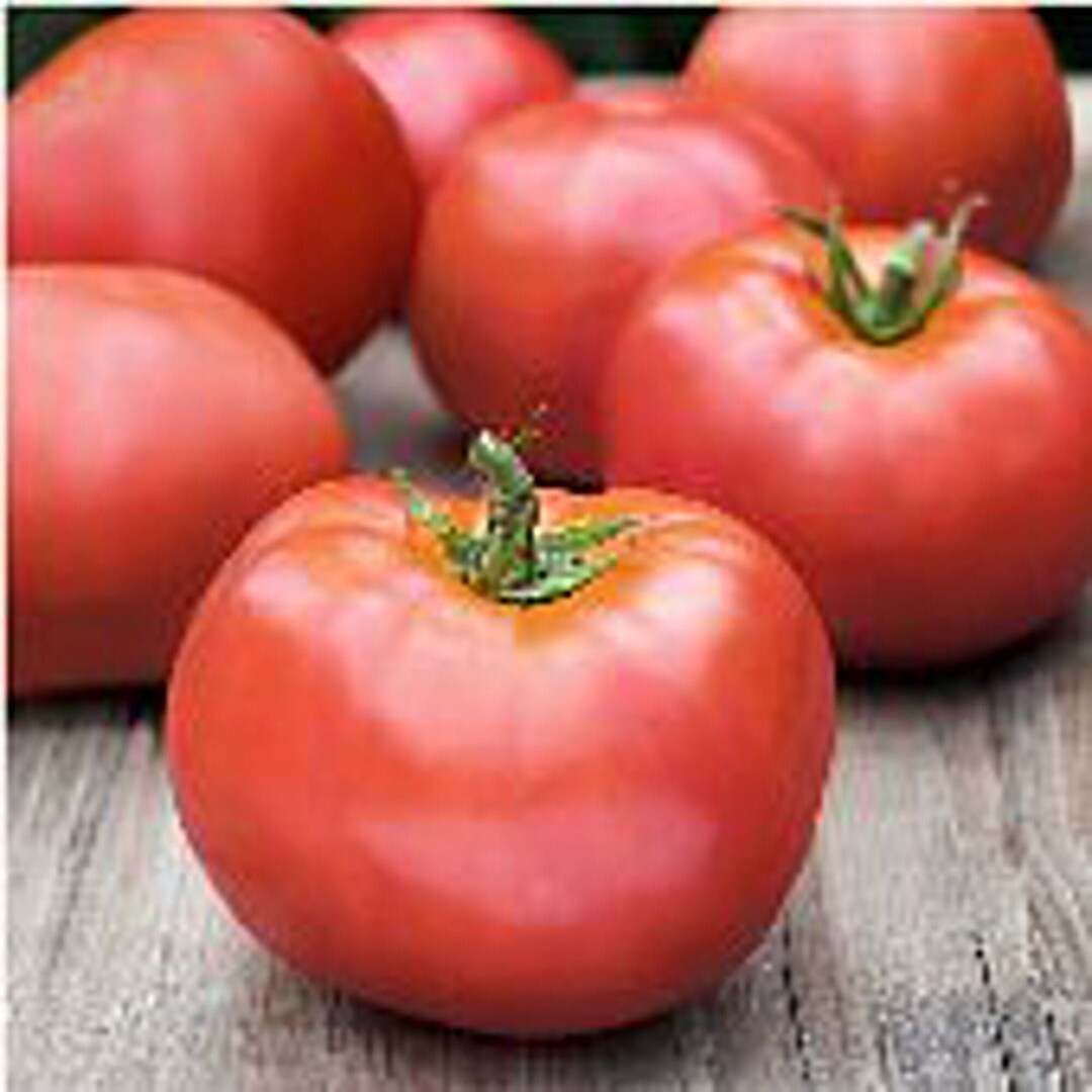 Atkinson Tomato Seeds - Etsy