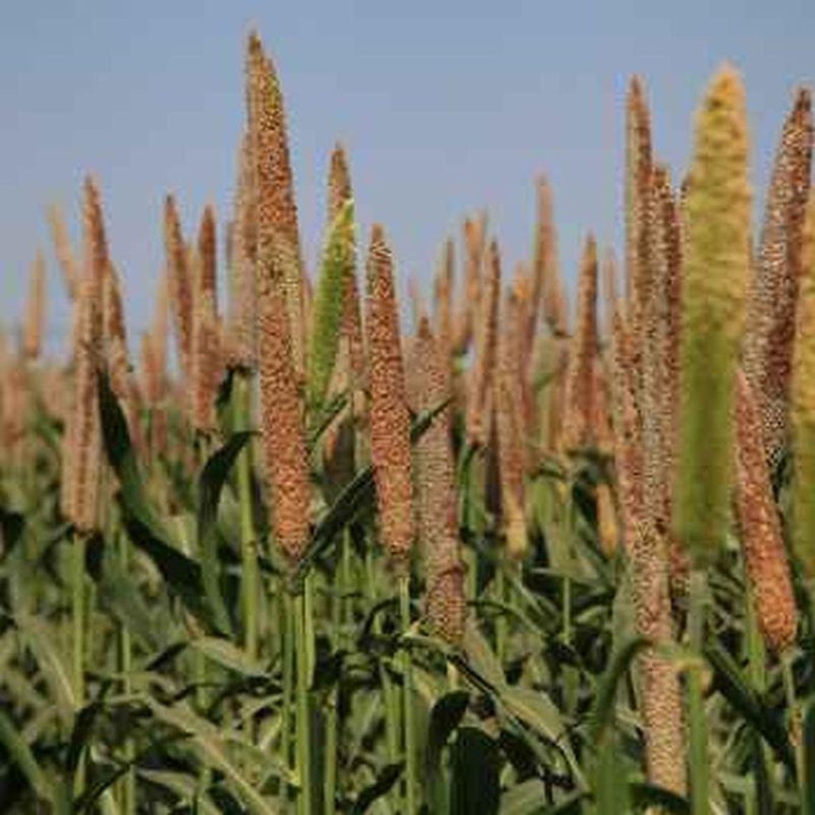 5 Blends of Millet Seeds Mix - German - Proso - Japanese - Browntop ...