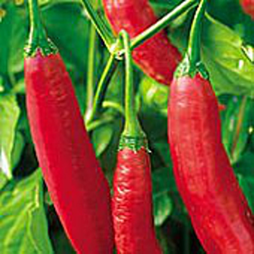 Aji Colorado Hot Peppers Seeds - Etsy