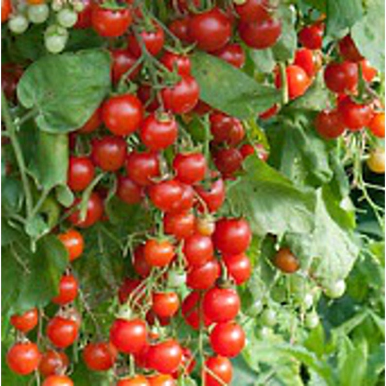 Cherry Cascade Tomato Seeds - Etsy