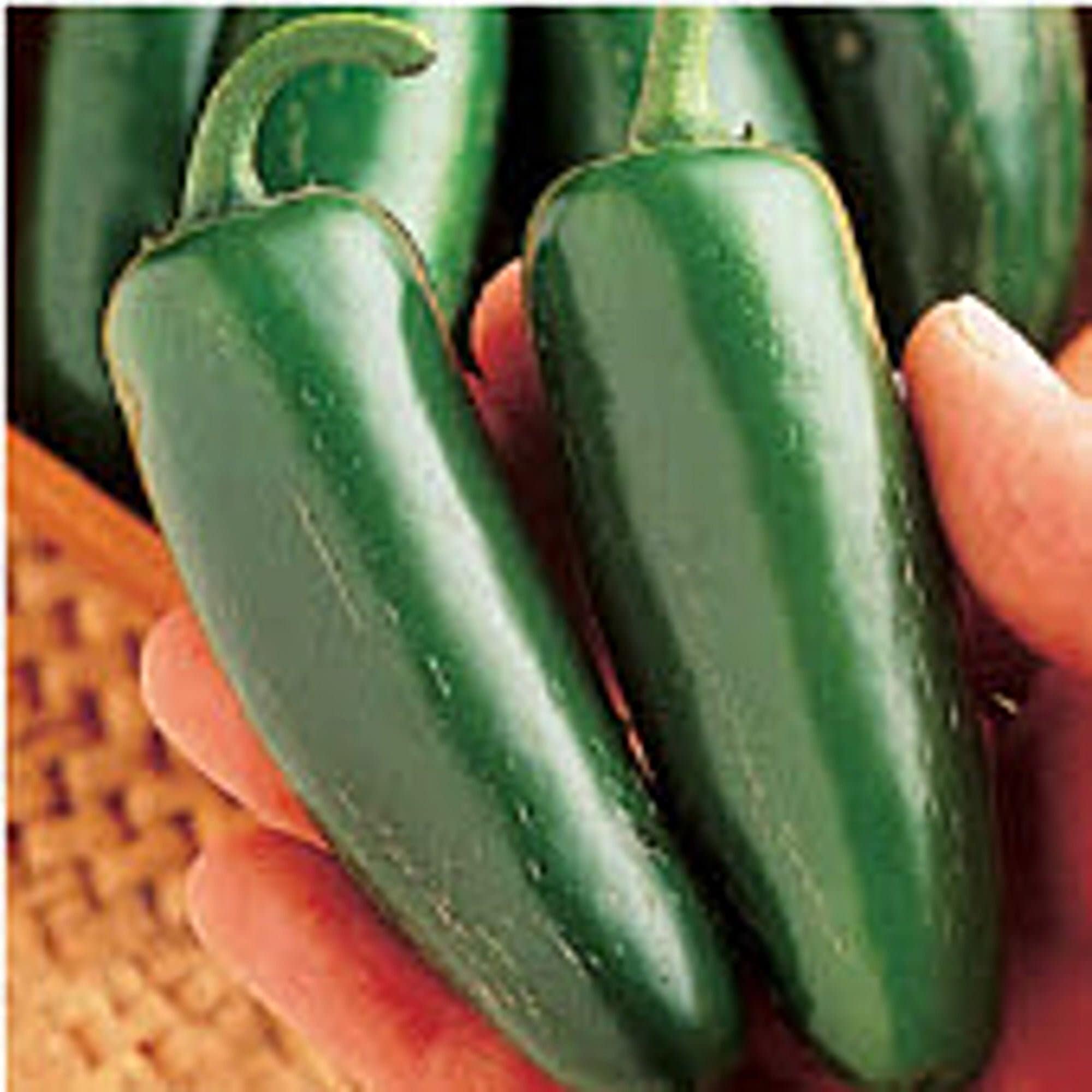 Mucho Nacho Hot Peppers Seeds - Etsy