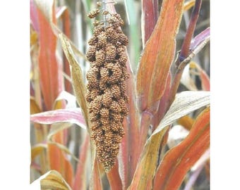 5000 Heirloom Millet Seeds - Japanese or Barnyard Millet - Etsy