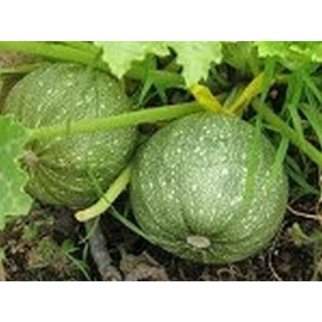 Tatume Squash Seeds - Etsy