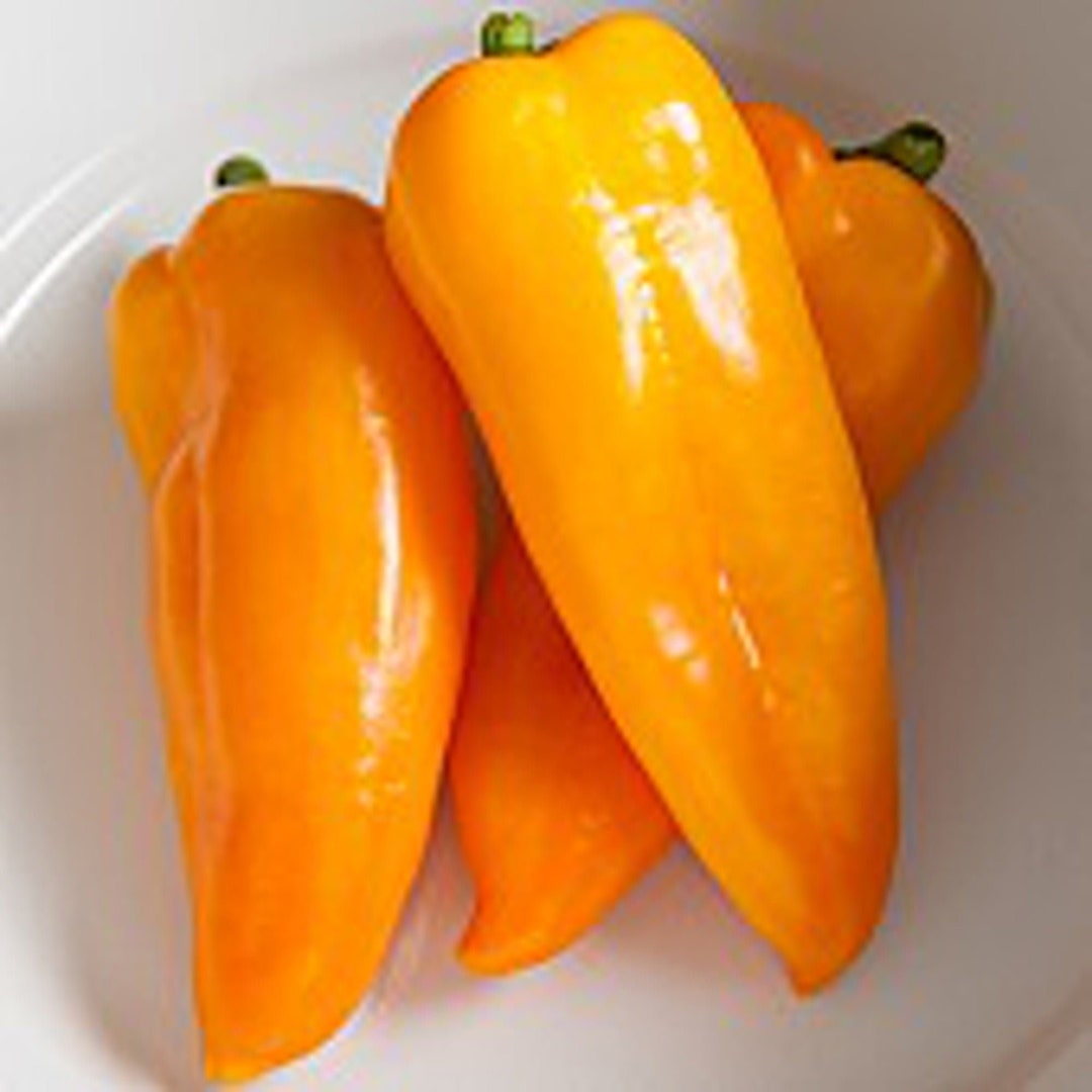 Cornito Giallo Sweet Peppers Seeds - Etsy