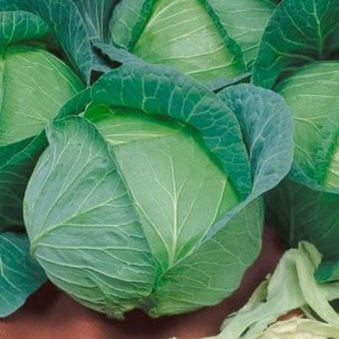 Late Flat Dutch Cabbage Seeds - Etsy