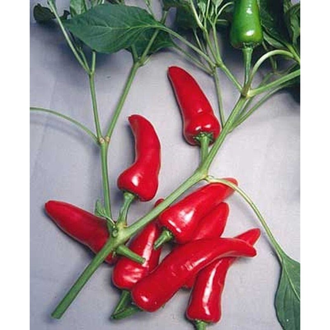 Mirasol Pepper Seeds - Etsy