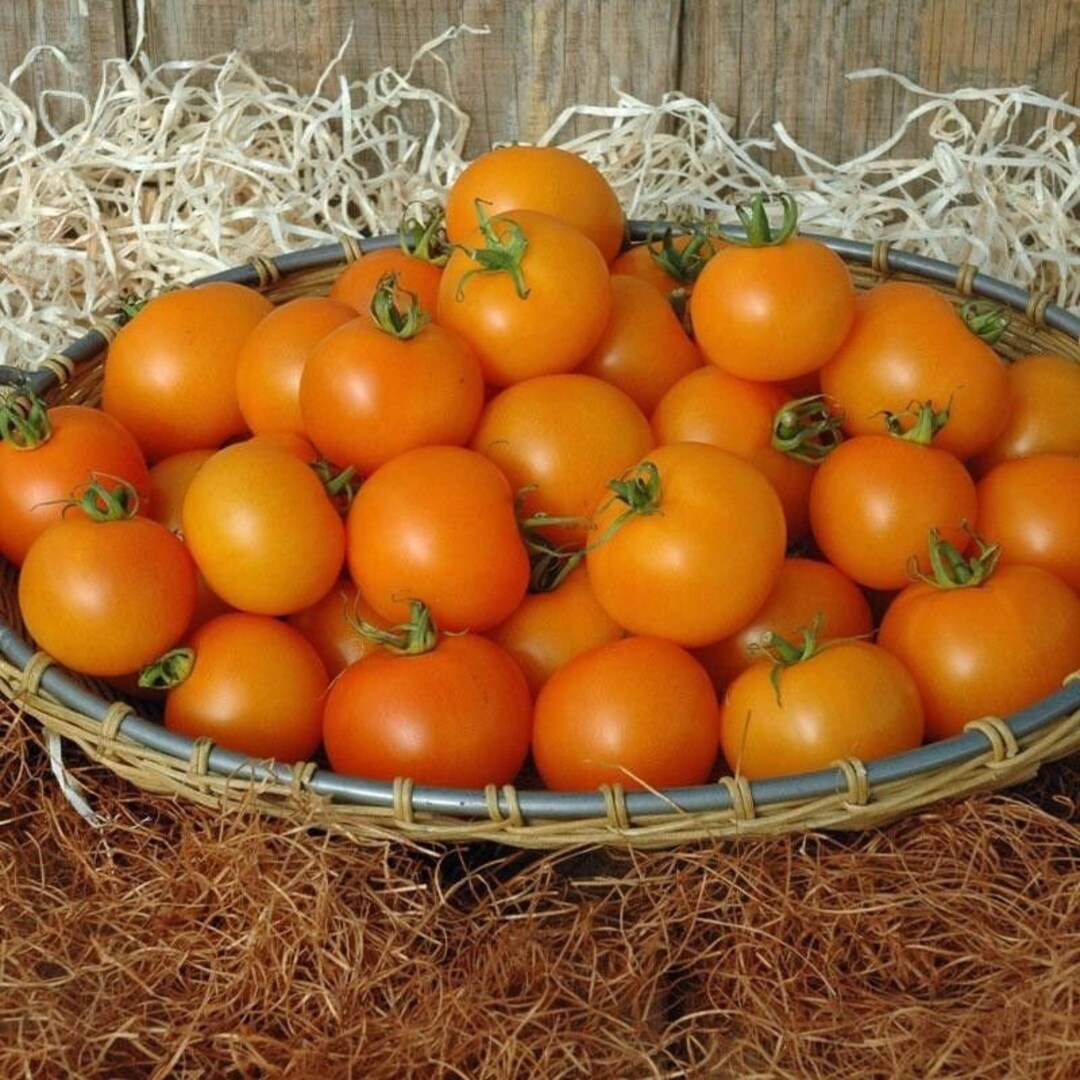 Bellini F1 Hybrid Tomato Seeds - Etsy