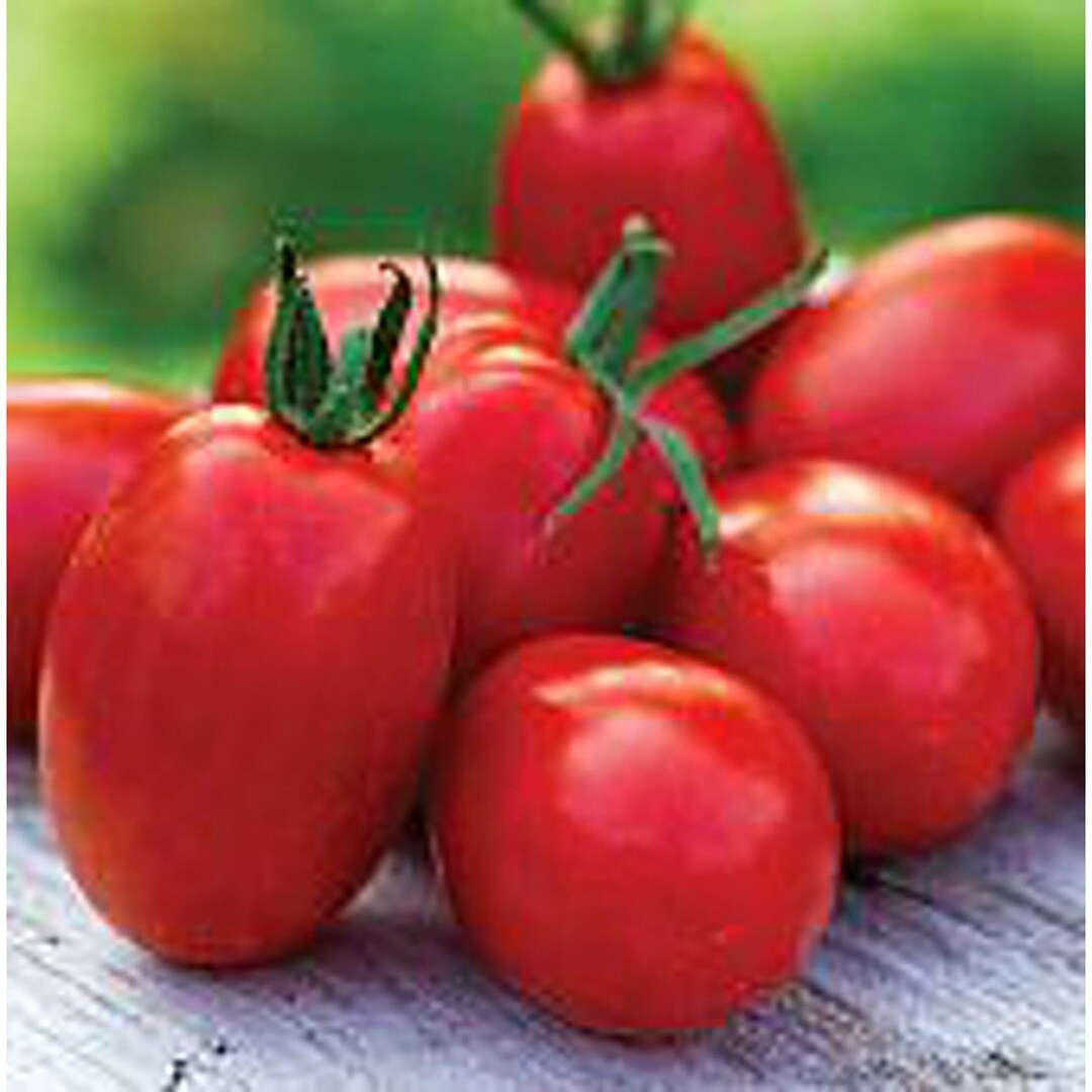 Mighty Sweet Tomato Seeds - Etsy