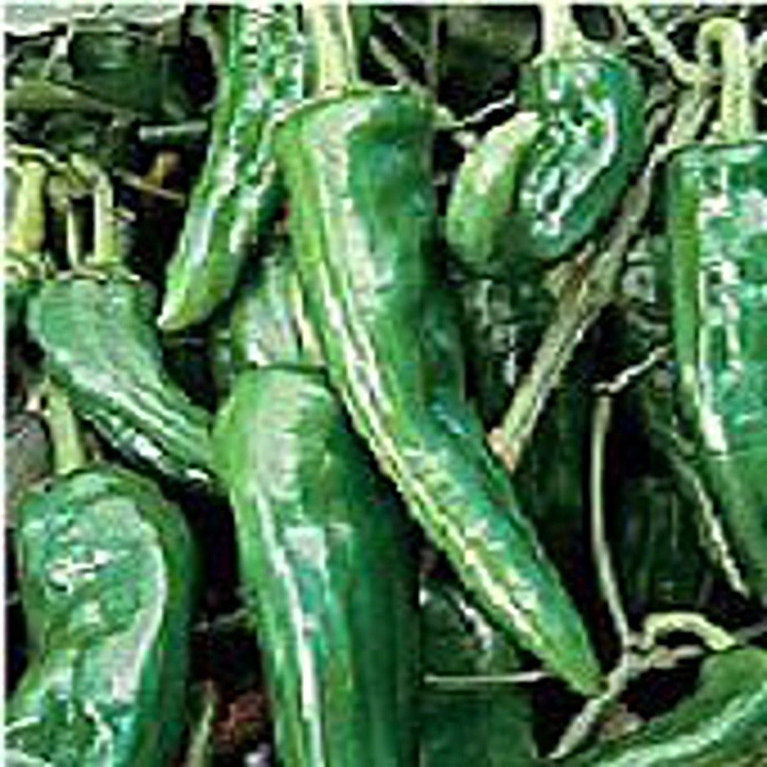 Numex Espanola Improved Hot Peppers Seeds - Etsy