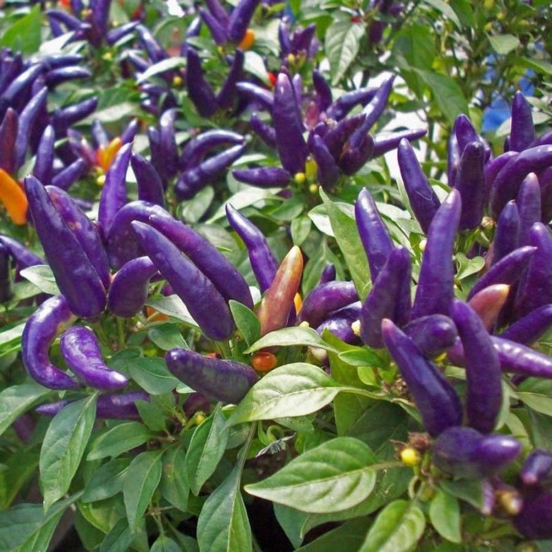 Purple Prince Hot Pepper Seeds - Etsy
