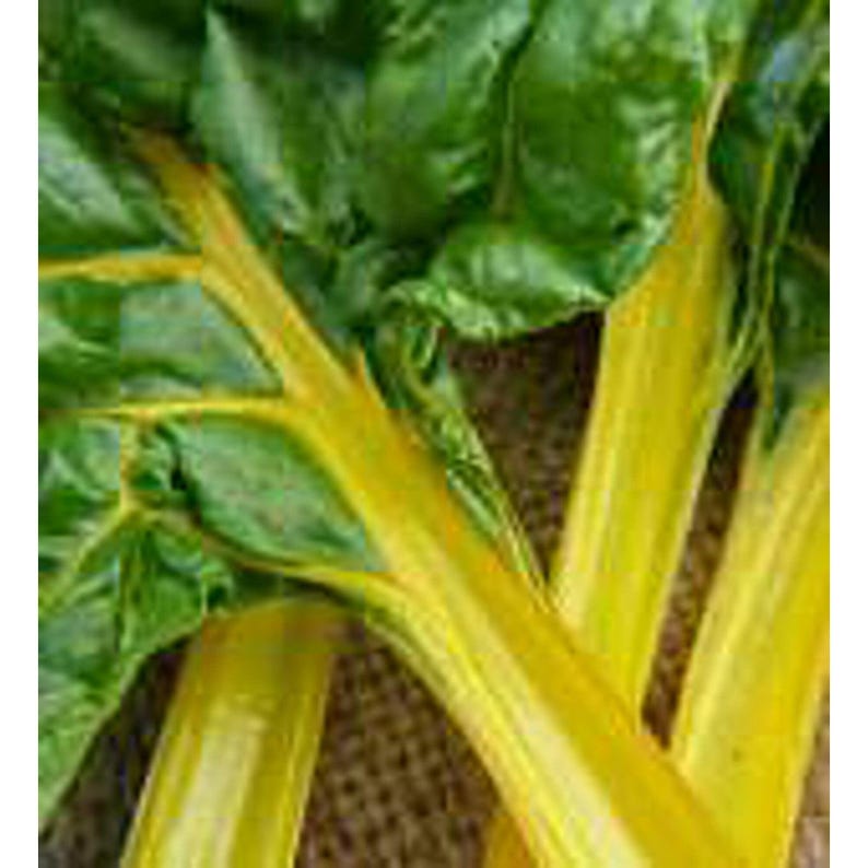 Canary Yellow Swiss Chard Seeds - Etsy