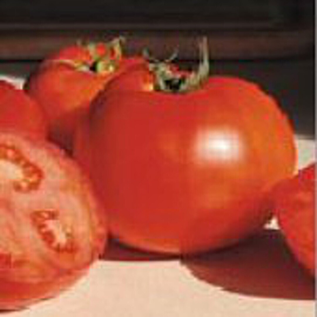 BHN 444 Tomato Seeds - Etsy