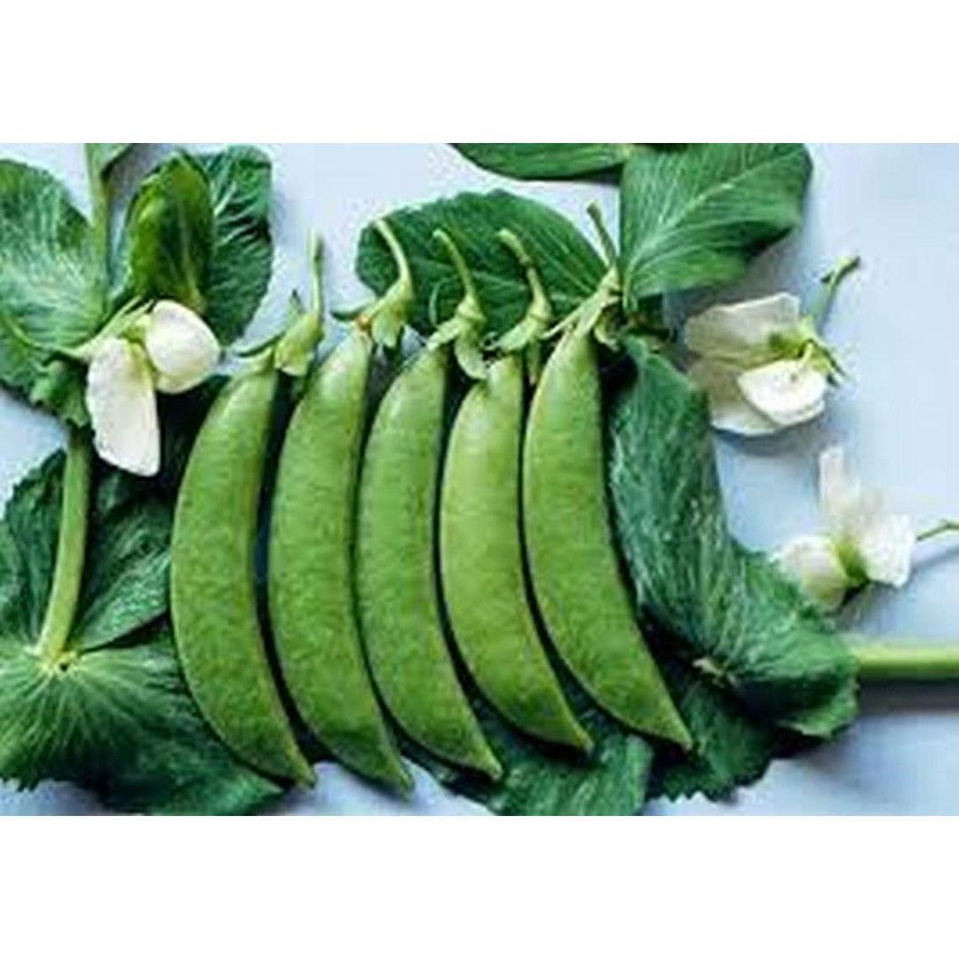 Taichung 13 Pea Seeds - Etsy