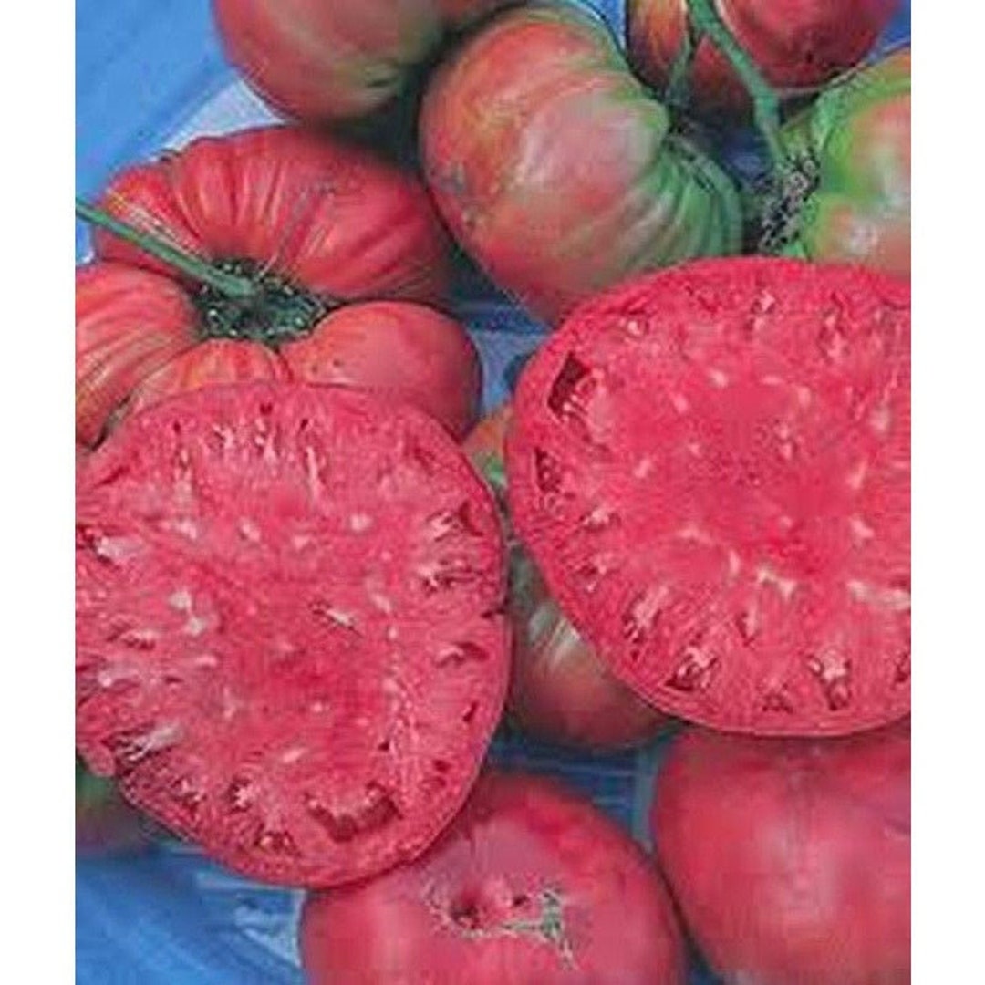 Giant Belgium Pink Tomato Seeds - Etsy