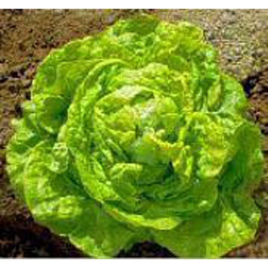 May Queen Lettuce Seeds - Etsy