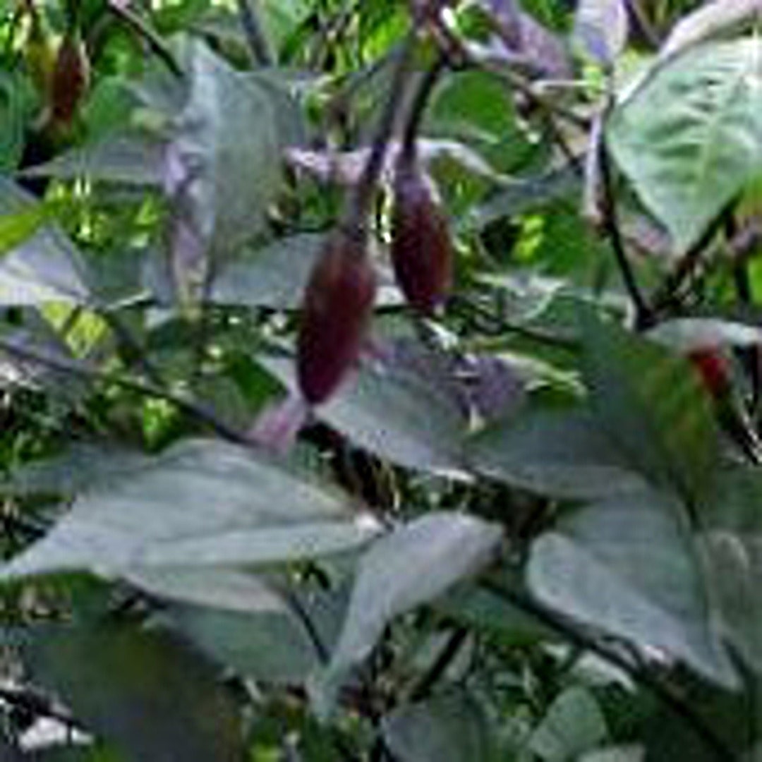 Largo Purple Hot Peppers Seeds - Etsy