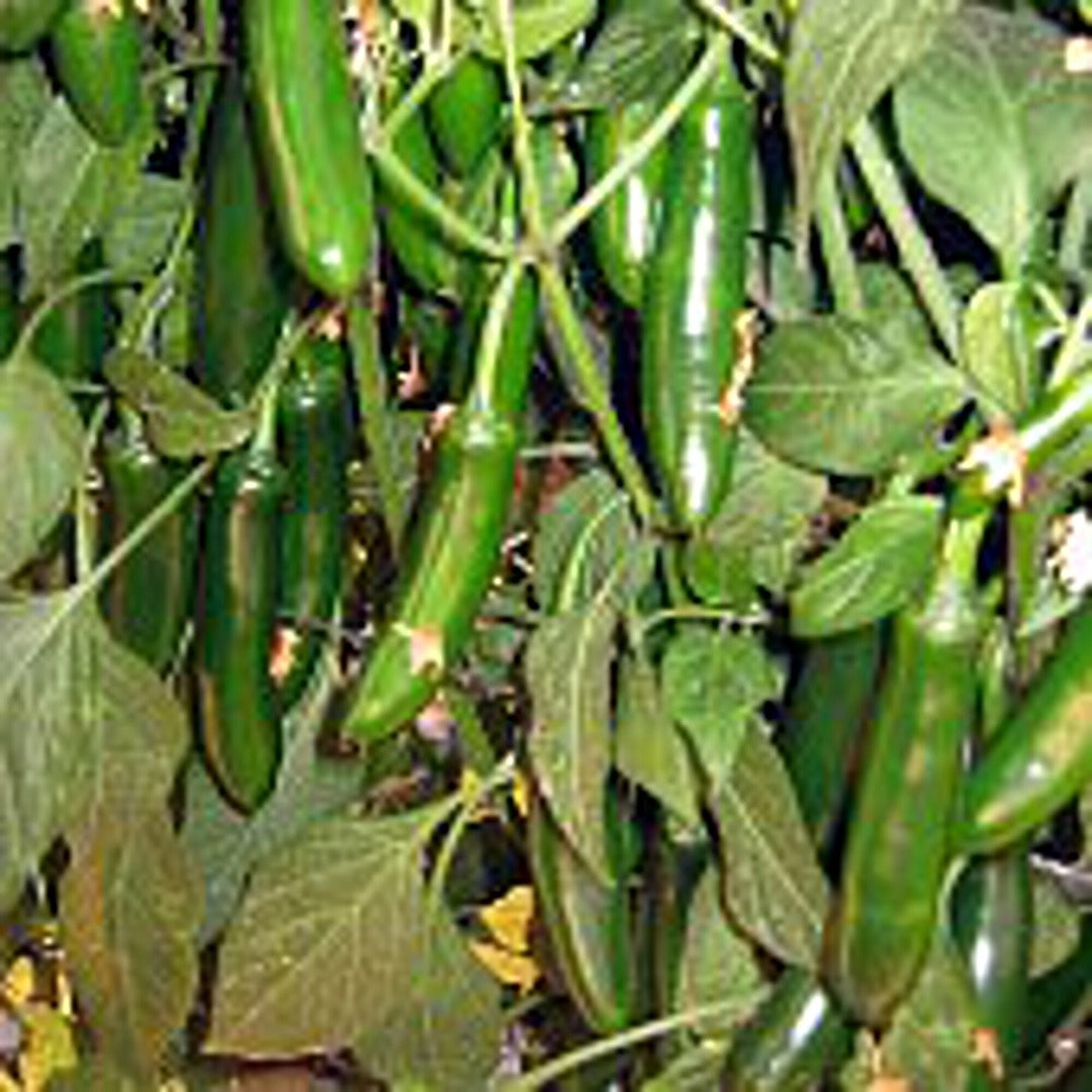 Don Picoso Hot Peppers Seeds - Etsy